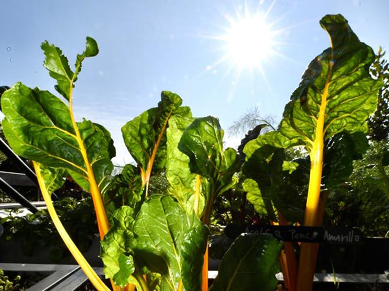 Enel X y Hotel Mandarin Oriental Santiago inauguran proyecto "Azotea ...